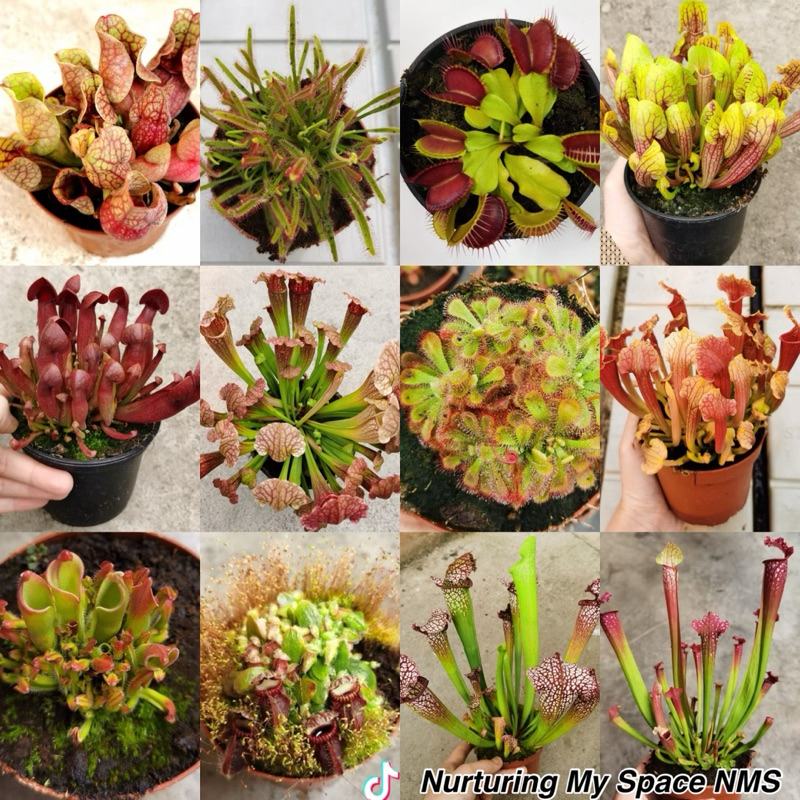 NMS 2 / Carnivorous Plant / Sarracenia / Drosera / Venus Fly Trap / Trumpet Pitcher / 105mm Pot ...