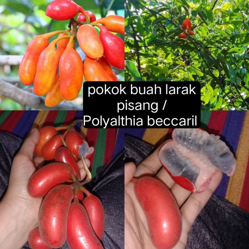 Pokok buah larak pisang merah/Polyalthia beccaril | Shopee Malaysia