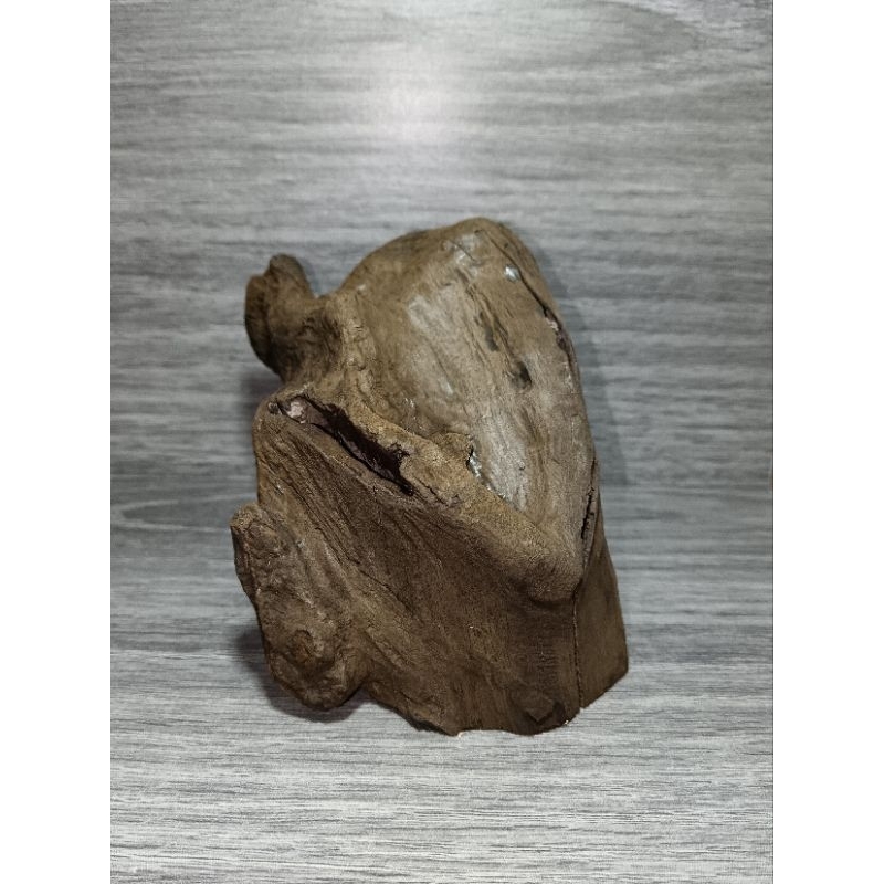 馬來西亞國寶 : 黑金藥王木(Kemuning Hitam) 重量323克，10cmx9cm 原木 | Shopee Malaysia