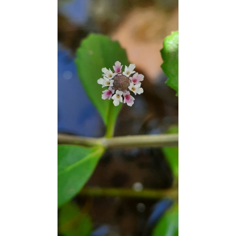 現貨(ready stock)過江藤5棵苗/Phyla nodiflora 5xsaplings/5xanak pokok rumput ...