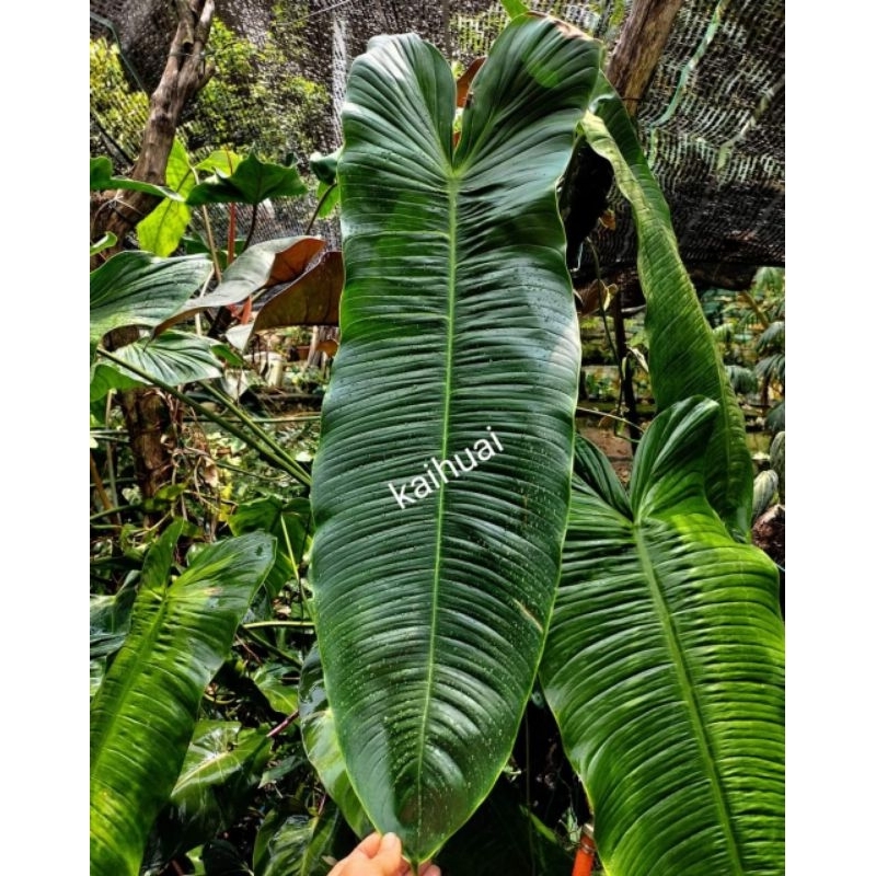 Philodendron sharoniae selection super narrow form fresh cutting ...