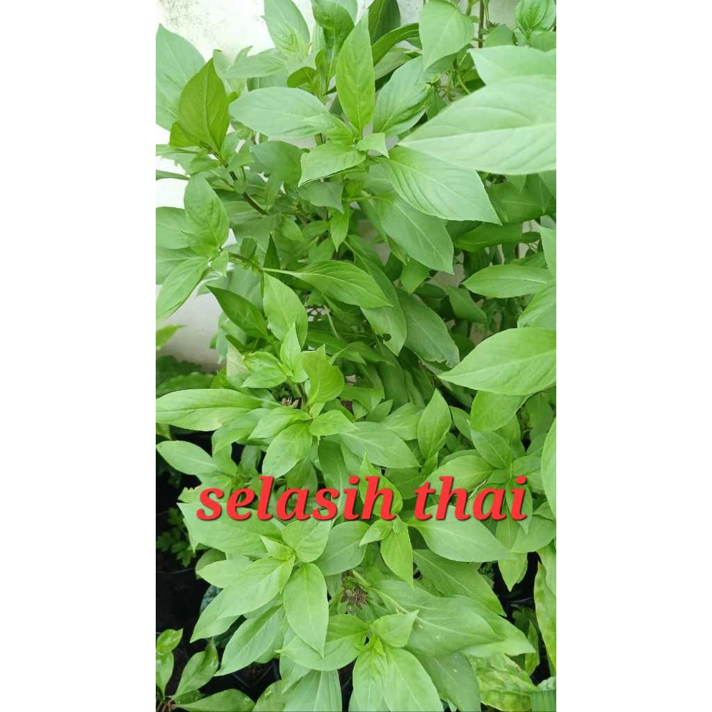 泰国罗勒苗 / Thai basil plant / Anak pokok selasih thai | Shopee Malaysia