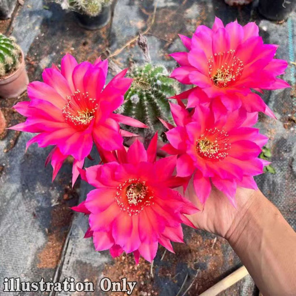 BUY1 FREE1 Cactus Plant: Echinopsis hybrid (small)🌵实生彩草🌵90271 ️Imported ...