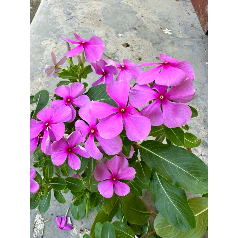 vinca / periwinkle purple ungu / white putih / purple dot (pokok hidup ...