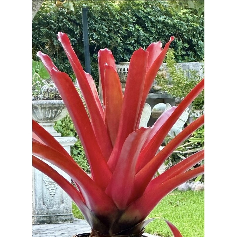 Bromeliad Red Aechmea (Tahan panas) (Aec Merah) | Shopee Malaysia