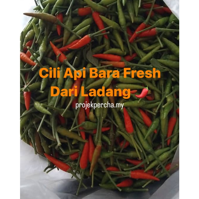 🌶️ SEGAR Cili Api Bara / Cili Padi Bara Fresh Direct Ladang Chili ...