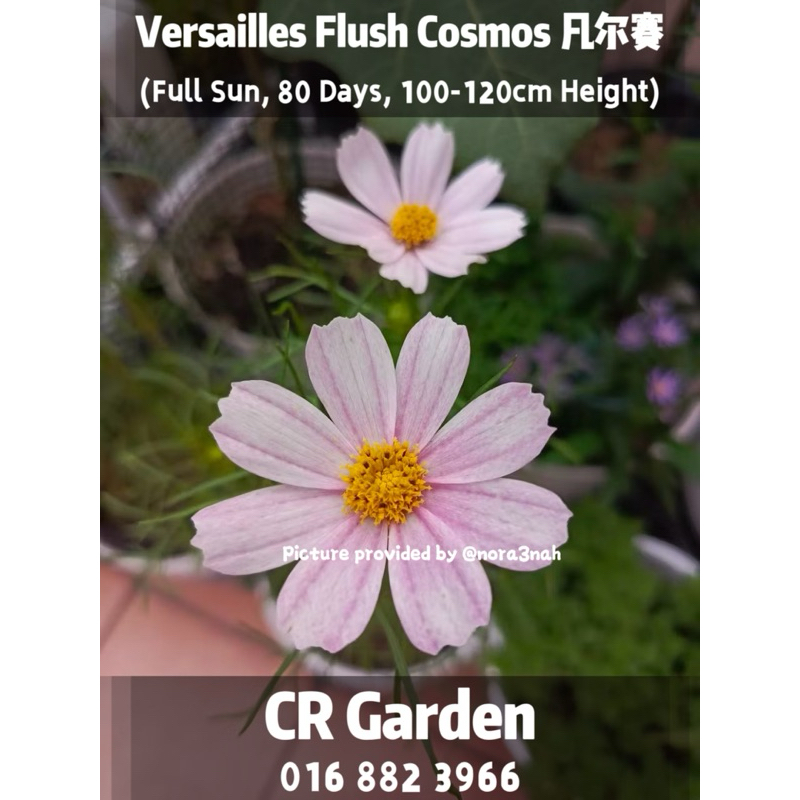 Versailles Flush Cosmos 5 Seeds 凡尔赛波斯菊 5粒 (Full Sun, 80 Days, 100-120cm Height) | Shopee Malaysia