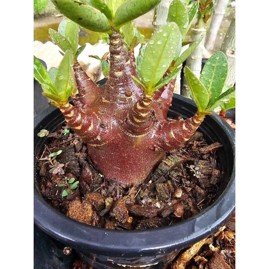 Adenium SPR+DDC seed 富贵花/沙漠玫瑰 Benih Bunga Kemboja seeds/benih/种子 ...