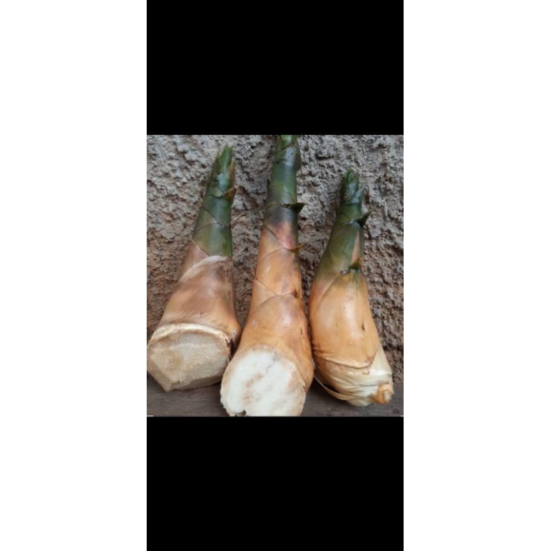 Rebungg Buluh Minyak | Shopee Malaysia