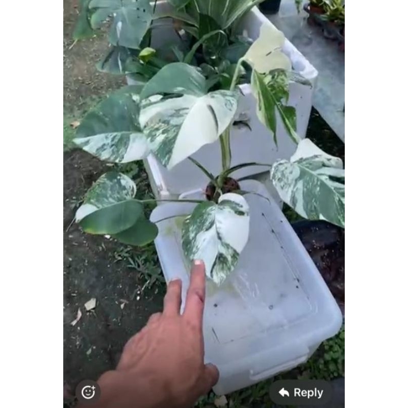 Monstera Albo (var.plant) | Shopee Malaysia