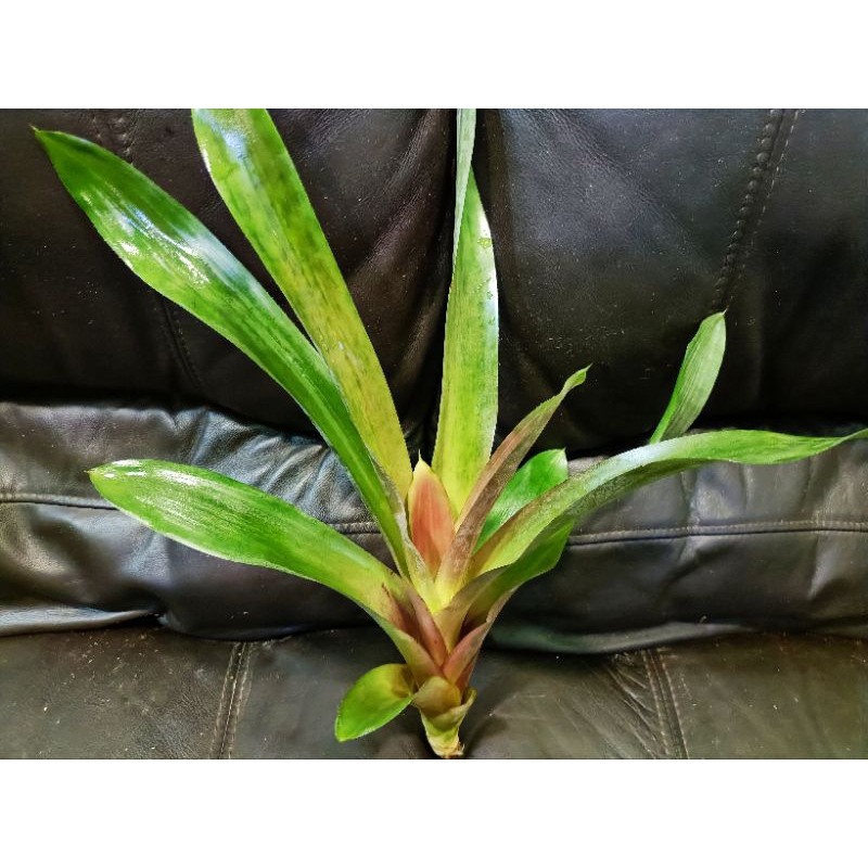 Bromeliad Neoregelia Bird Rock pup / Rare Bromeliad | Shopee Malaysia