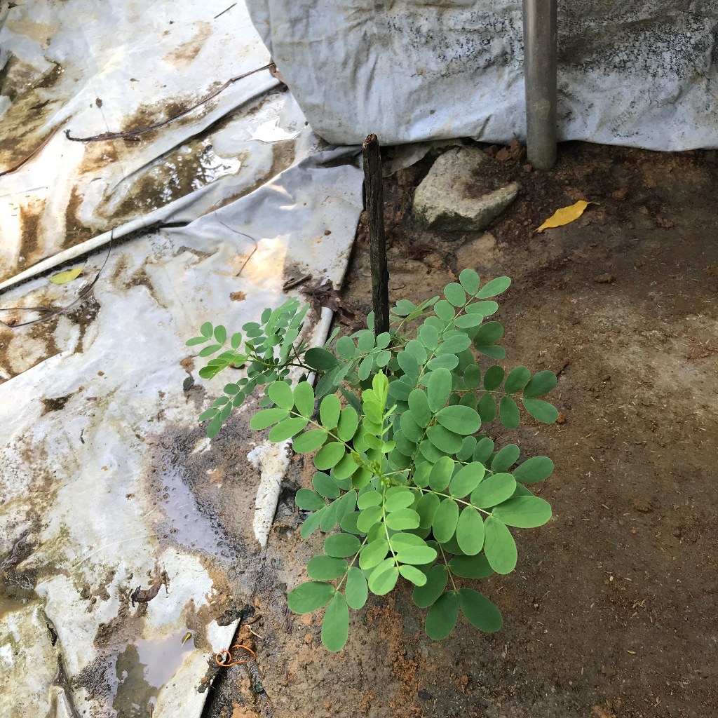avarampoo plant Senna Alata/Cassia Alata/Pokok Daun Gelanggang Asli ...