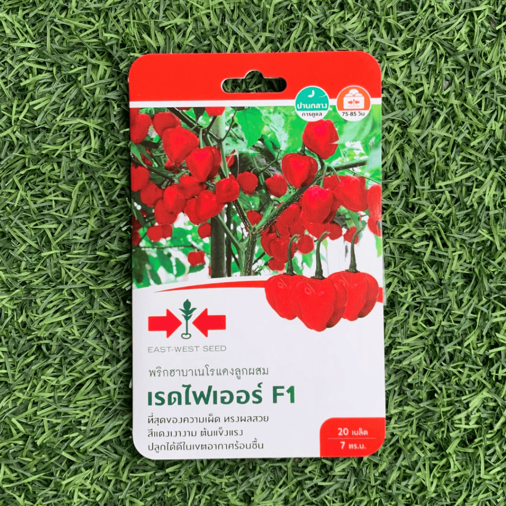 Benih Cili Habanero F1 Hybrid / Cili Cermai Pedas / Cili Api Lada Merah ...