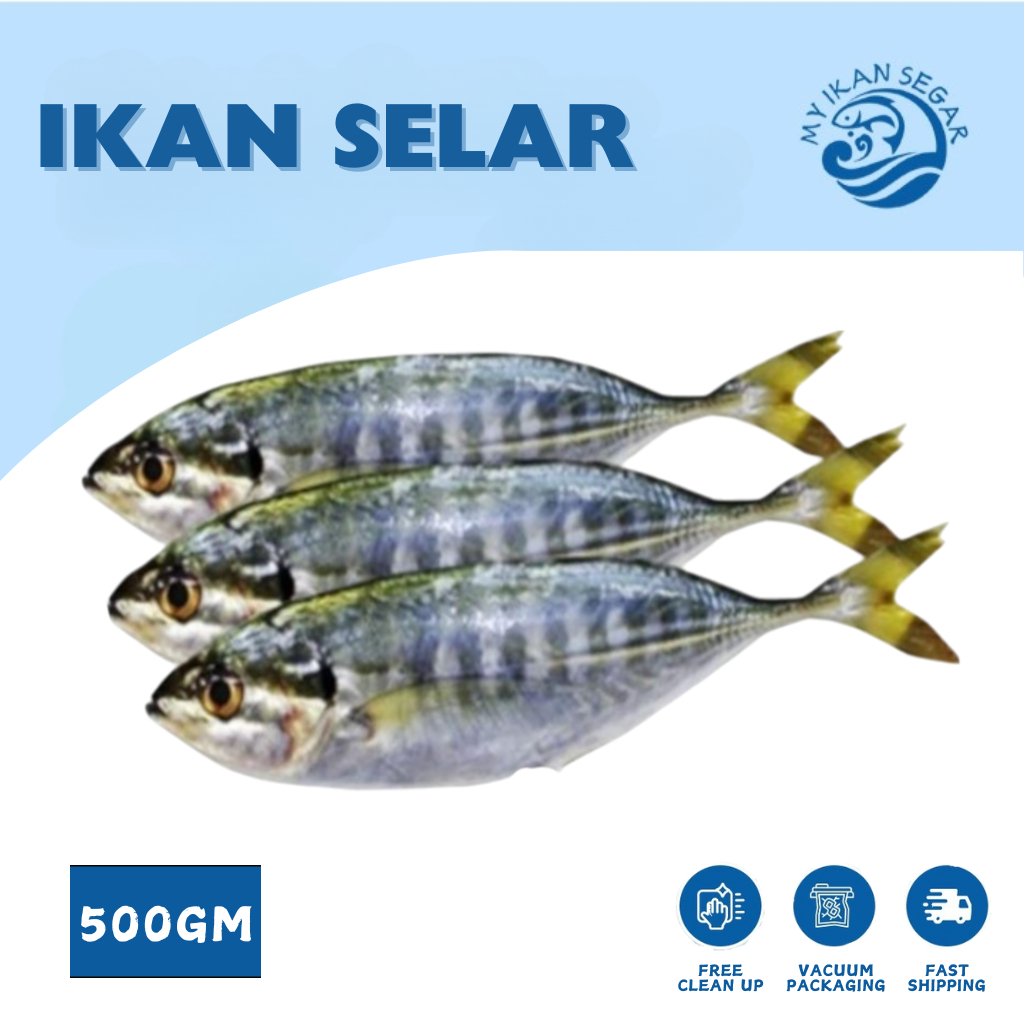 IKAN SELAR 1KG (SIAP SIANG & CUCI) IKAN SEGAR FRESH IKAN MURAH IKAN ...