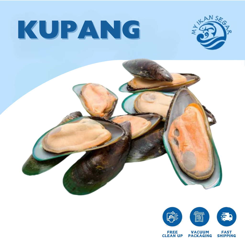 GREEN MUSSEL KUPANG 500G/1KG 青口贝 青蚝 KUPANG MENTAH FROZEN SEAFOOD FROZEN ...