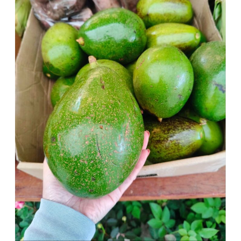 Avocado Cameron Highlands | Shopee Malaysia