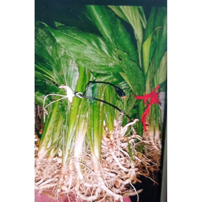 POKOK PIJAT/AKAR DAN POKOK / POKOK CEMOMOK | Shopee Malaysia