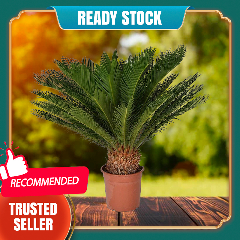 【24H SHIPPING】Cycas Revoluta Live Plant (Sago Palm) 苏铁铁树 P160 Pot ...