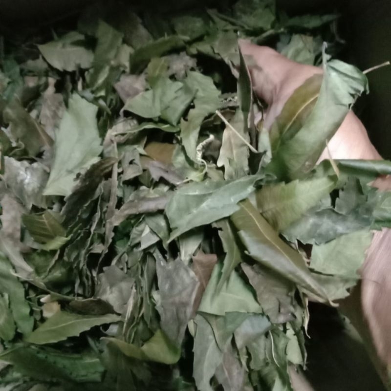 DAUN SEMAMBU KERING / DAUN LAKSAMANA /DAUN NEEM KERING /150 GRAM ...