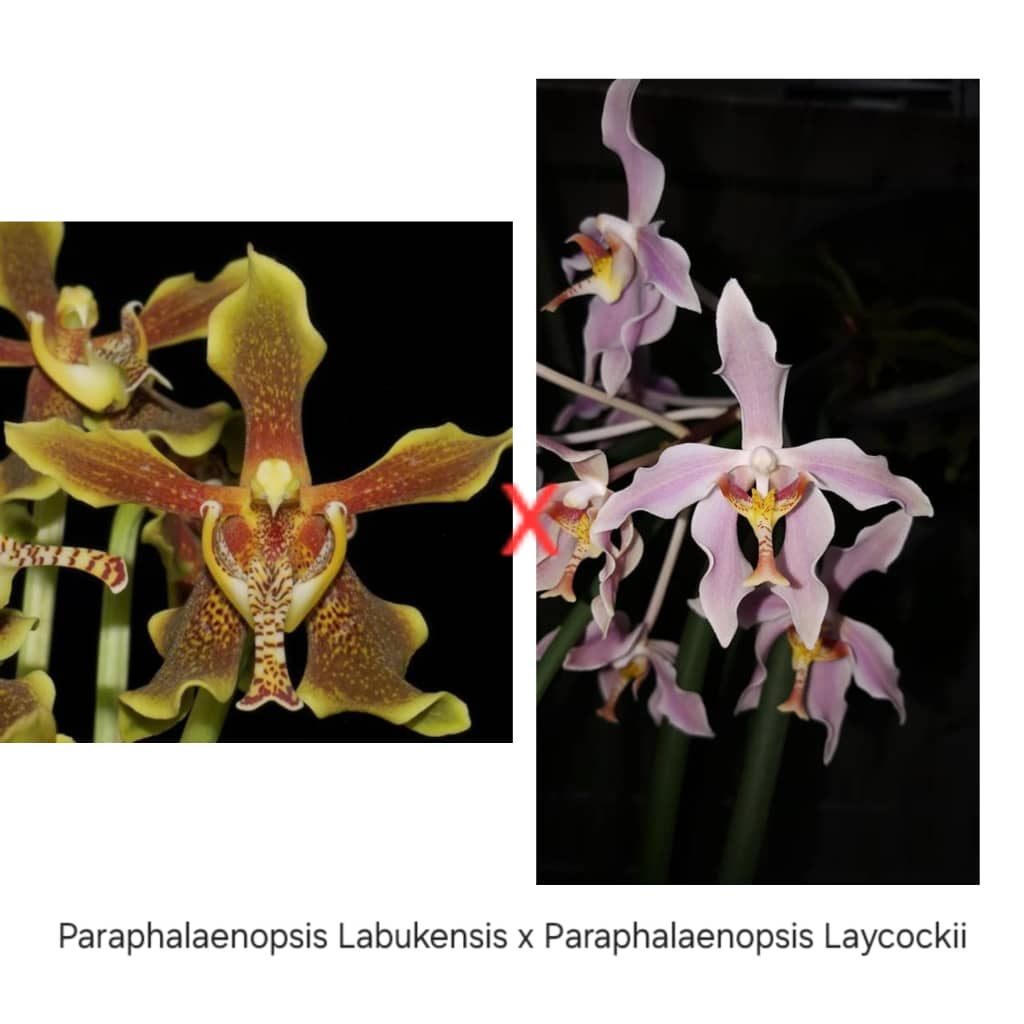 Paraphalaenopsis Labukensis x Paraphalaenopsis Laycockii | New Species ...