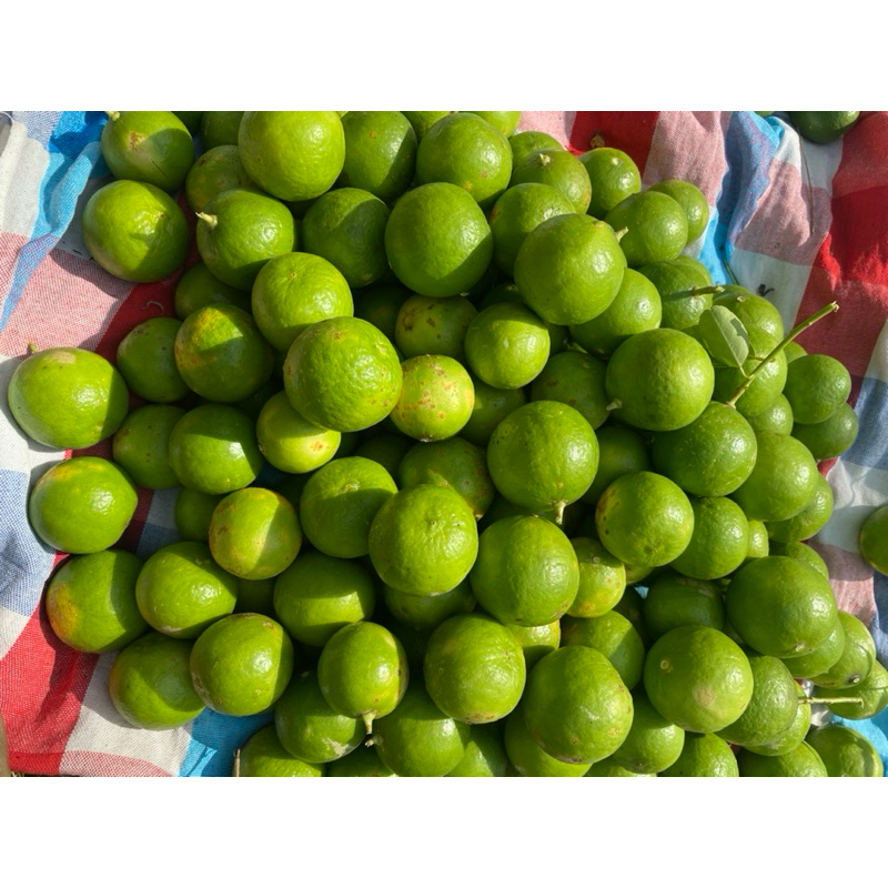 Limau Kasturi / Lemon Kampung 🍋🍋‍🟩 1 kg | Shopee Malaysia