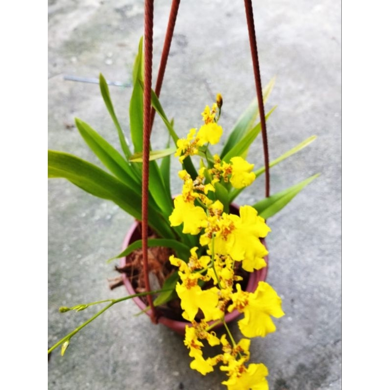 Pokok orked rama rama | Shopee Malaysia