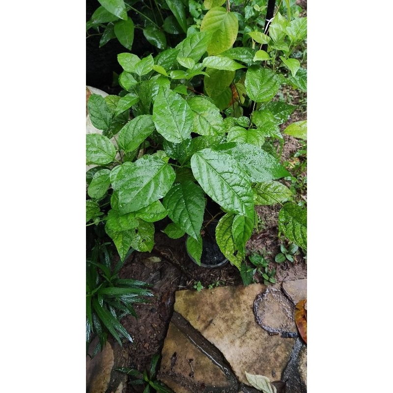 pokok ulam ulaman pokok hidup live plant | Shopee Malaysia