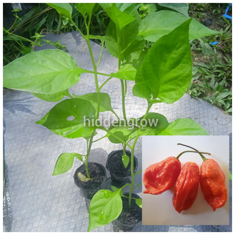 Anak pokok cili Ghost Devil Pepper (Bhut Jolokia/ Naga Morich/ Red Naga ...