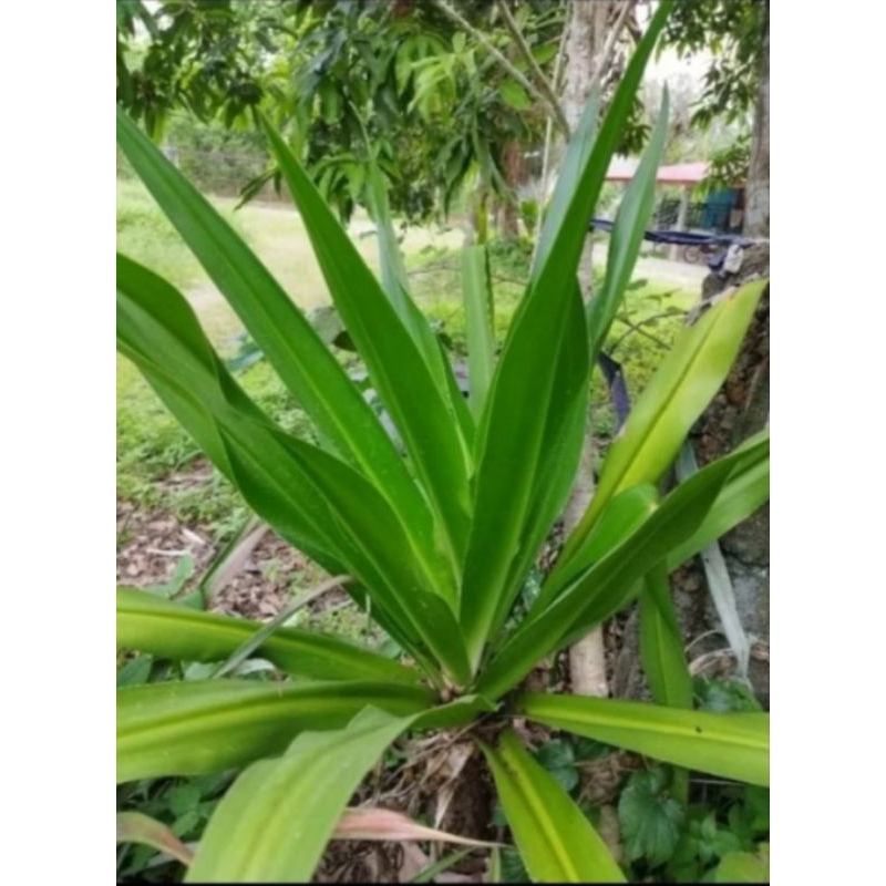 Daun Tembaga Suasa ( untuk kaki yang terseliuh ) sehelai | Shopee Malaysia