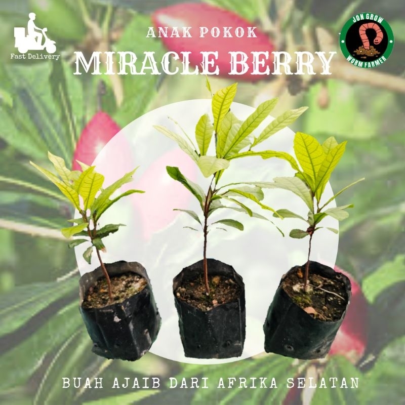 Anak Pokok Miracle Berry / Buah Ajaib | Shopee Malaysia