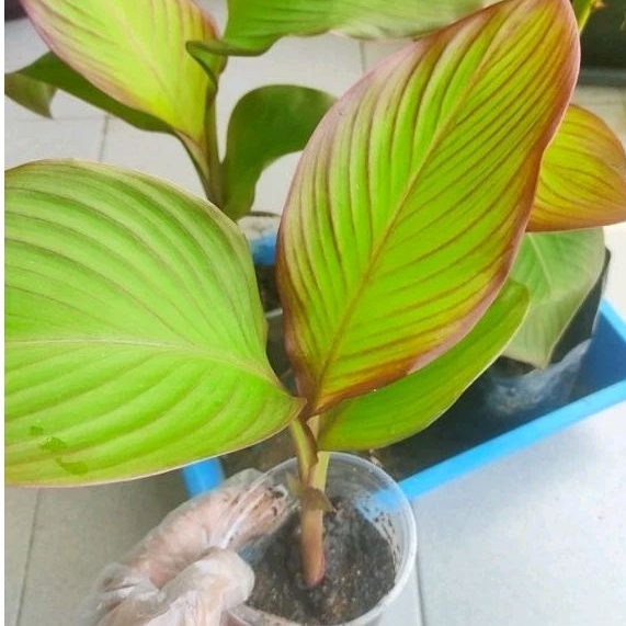 Isi / Anak Lengkuas Belanda / Ubi Ganyong / Sagu Larut | Shopee Malaysia