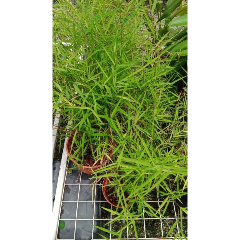 Pokok buluh perindu pokok hiasan | Shopee Malaysia