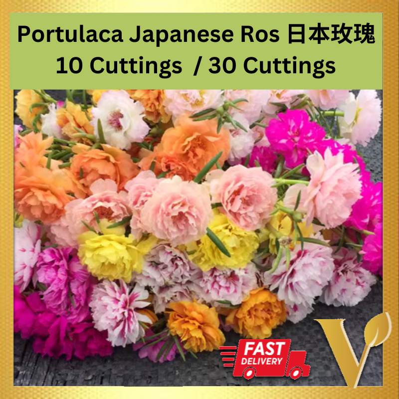 【Randomly Pick】【Real Plant / Live Plant Cutting / Pokok Hidup ...