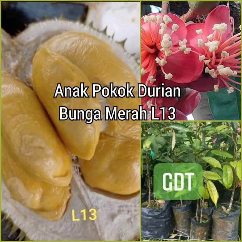 ANAK POKOK DURIAN BUNGA MERAH L13 Pokok 2.5kaki++ | Shopee Malaysia