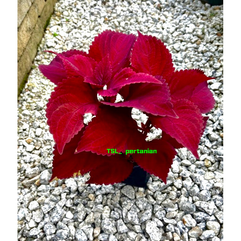 ( 14 ) Pokok Bunga Ati-ati Viral / Ati-ati Berakar Cantik Dan ...