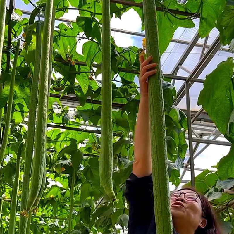 F1 Giant loofah seeds -Extra long loofah - 5seeds /Benih loofah gergasi ...