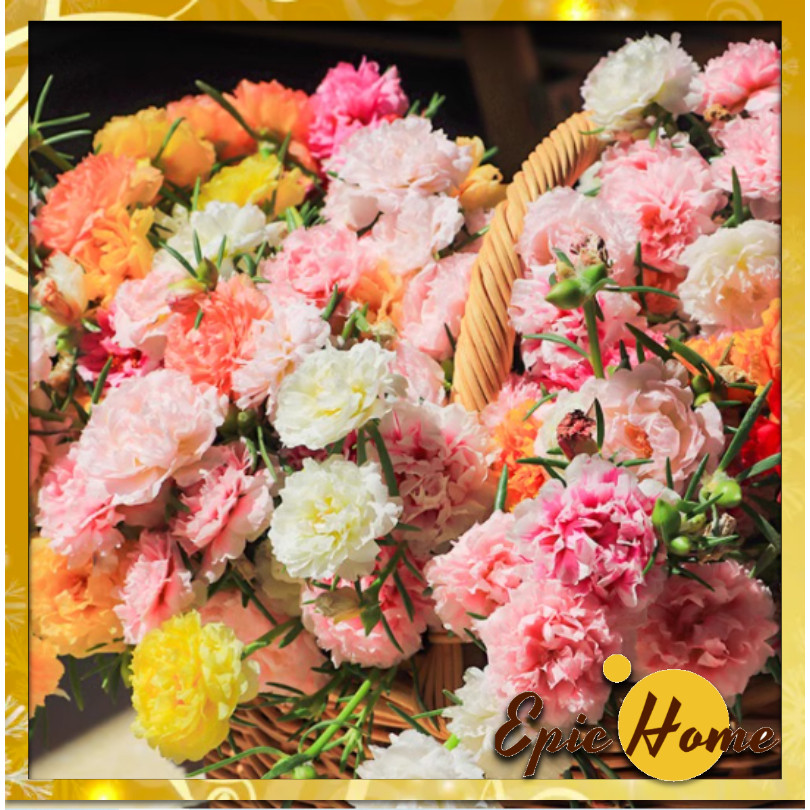 【Live Plant Cutting - 10 / 30 cuttings / Pokok Hidup】Randomly Pick ...