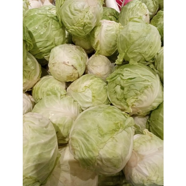 KOBIS BULAT BEIJING SEGAR | Shopee Malaysia