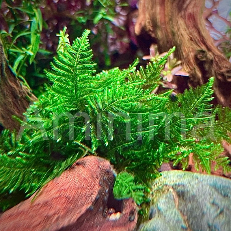 Mini Christmas Moss Submerged / Vesicularia montagnei ‘Christmas’ var ...