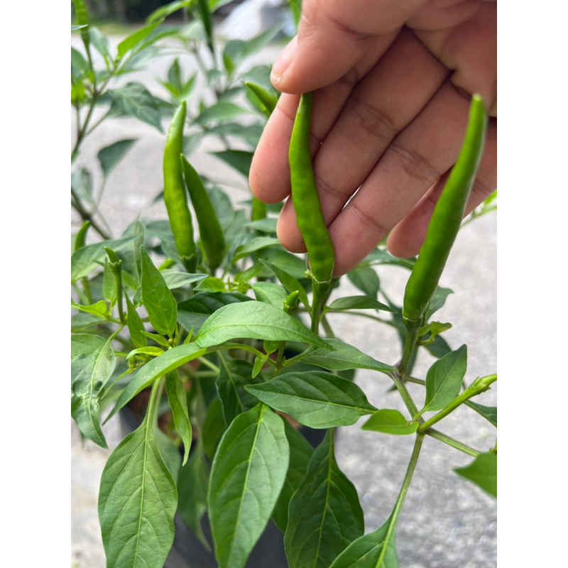 Cili Akar Panjang - Tahan Panas 🌶️ ( Direct Sunlight ) - Polybag Besar ...