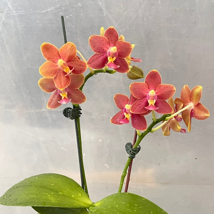Phalaenopsis Hybrid Coral | Mini-Medium Moth Orchid | Shopee Malaysia