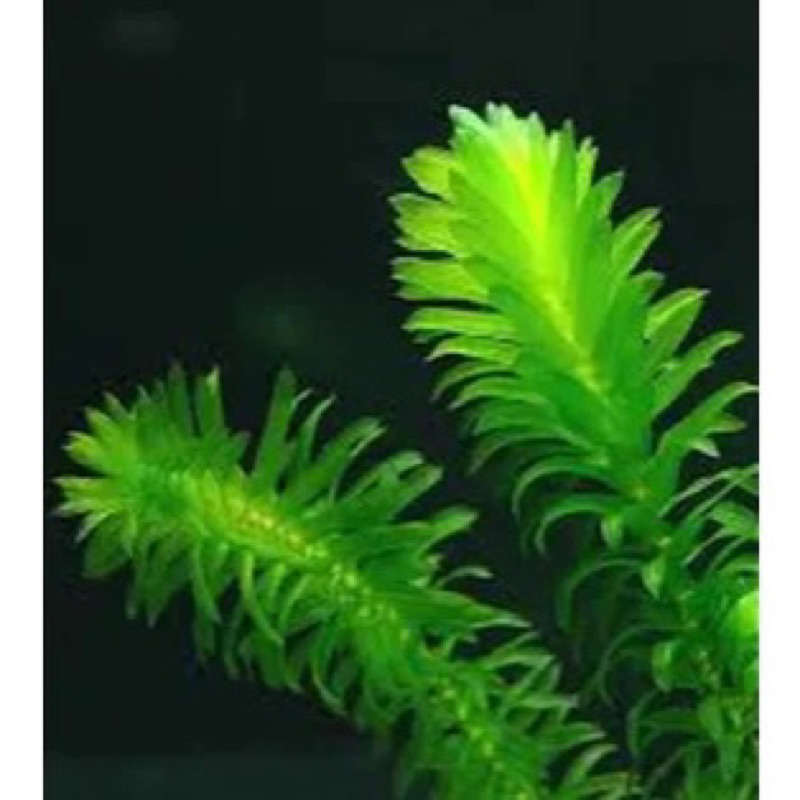 Water Plant Cabomba / Hydrilla for Aquariums pond Fish breeding ...