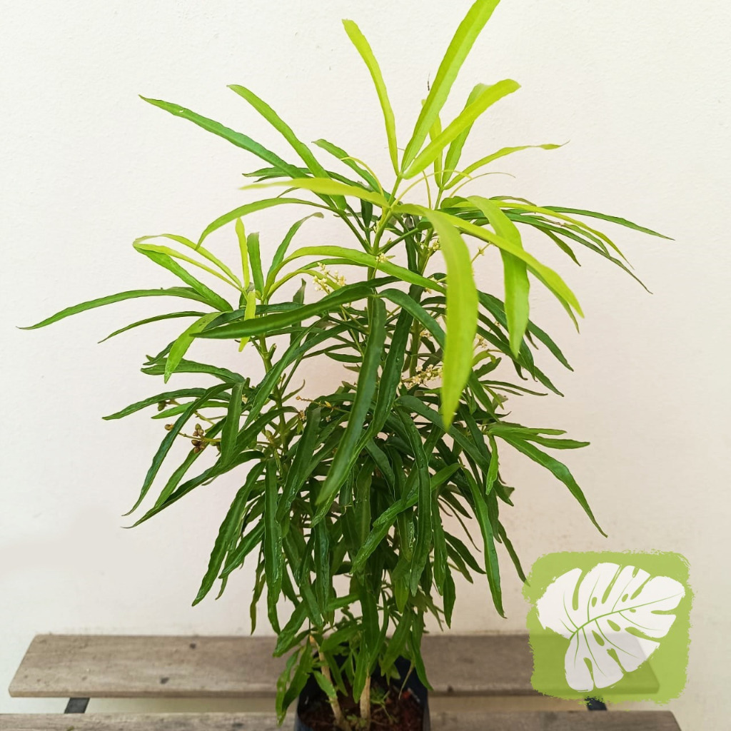 Zodia Plant Mosquito Repellent Plant Anak Pokok Halau Nyamuk IOB ...