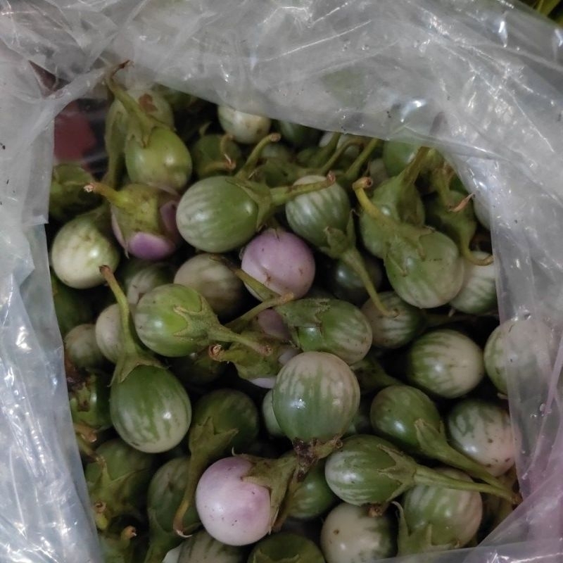 TERUNG ULAM BABY 500GRAM | Shopee Malaysia