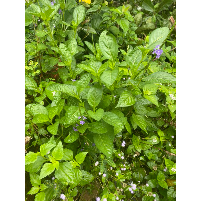 (50gram)Daun Jolok Cacing | Shopee Malaysia