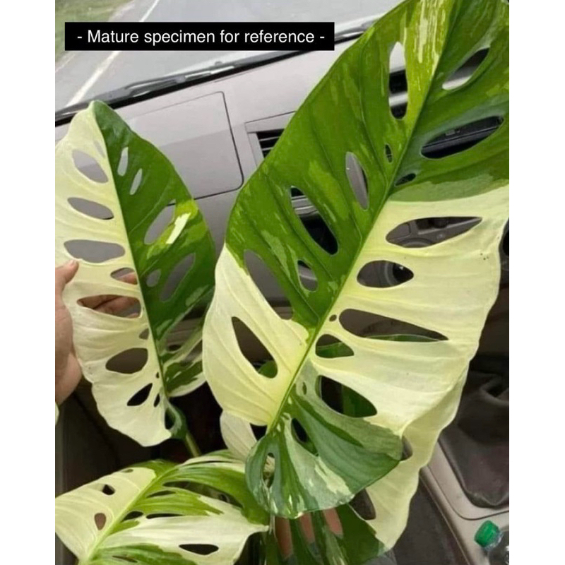 Monstera Obliqua Mayuna Variegated | Shopee Malaysia