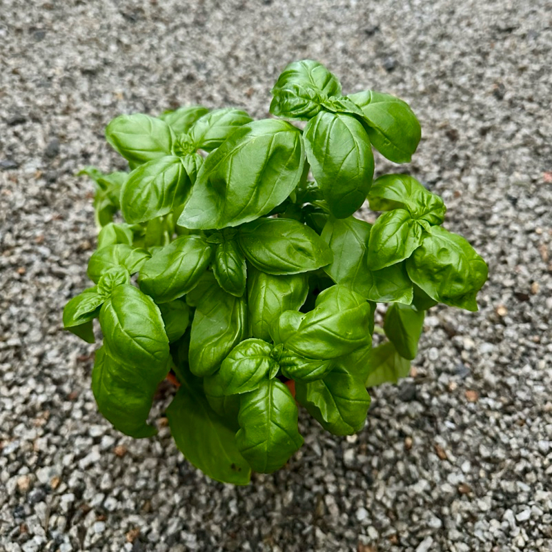 🔥HERB🔥 SWEET BASIL TREE / Great Basil / Ocimum Basilicum Tree / Kitchen ...