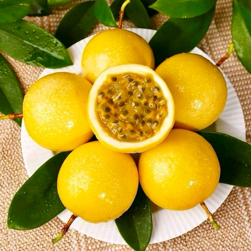 🔥HYBRID🔥 POKOK MARKISA KUNING / Yellow Passion Fruit Tree / Passiflora Edulis / Climbing ...