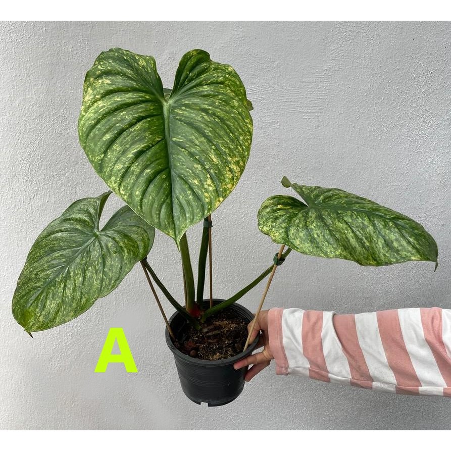 Philodendron Plowmanii Var Citrus [ Aroid ] [ Pot Included ] [ Desk ...