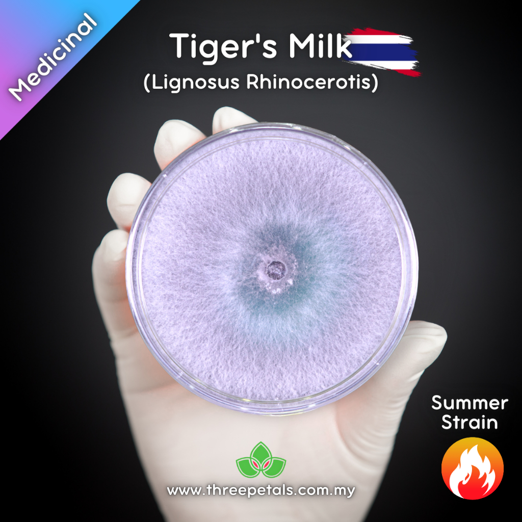 Tiger's Milk TH (Lignosus Rhinocerotis) Live Mycelium Mushroom Culture ...